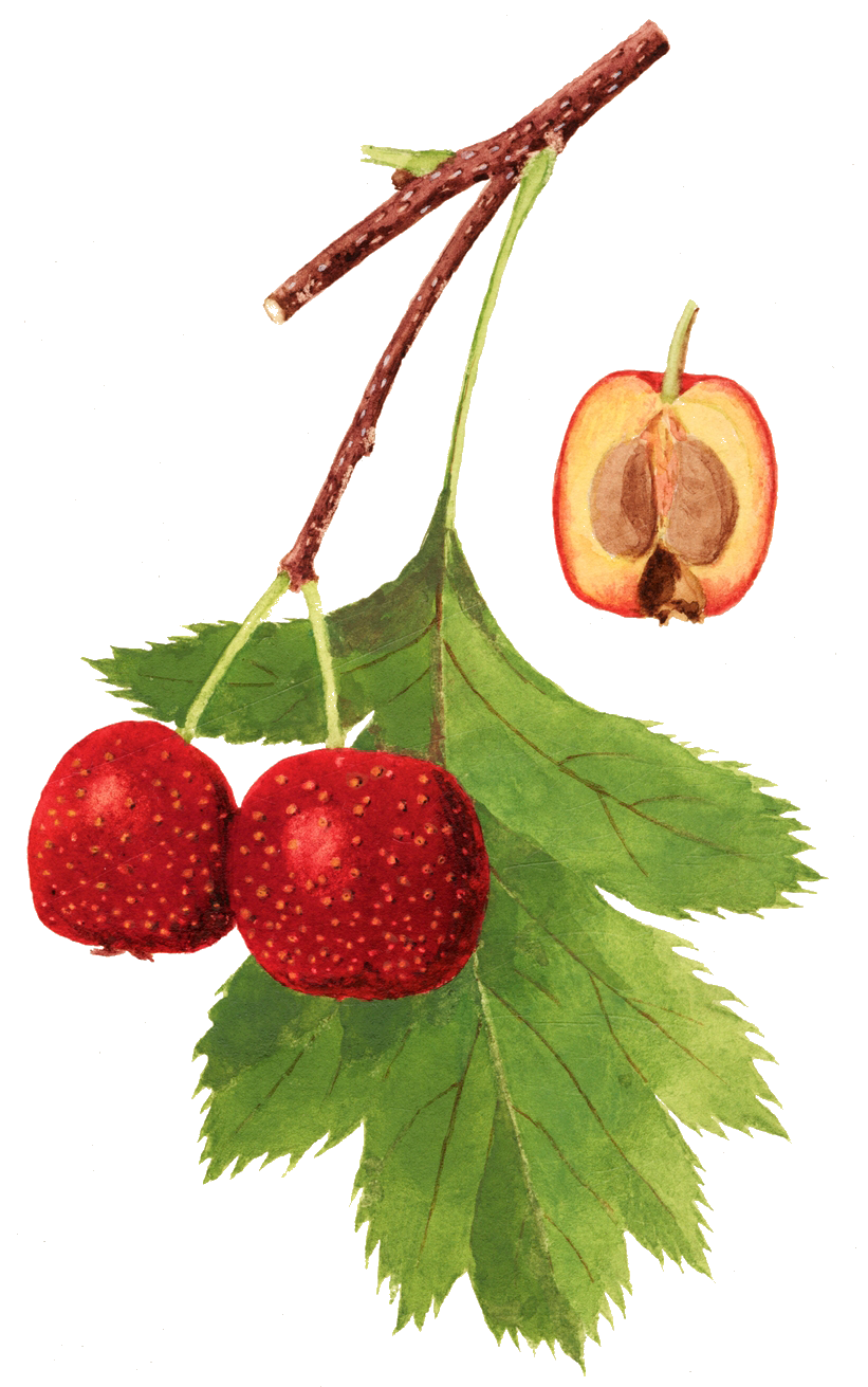 Hawthorn – Wild Aways